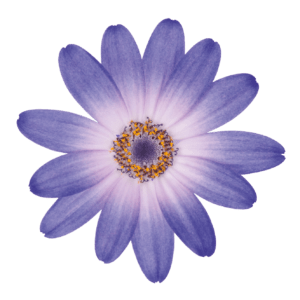 Senetti® | Spring Garden Colours | Pericallis (Senecio)